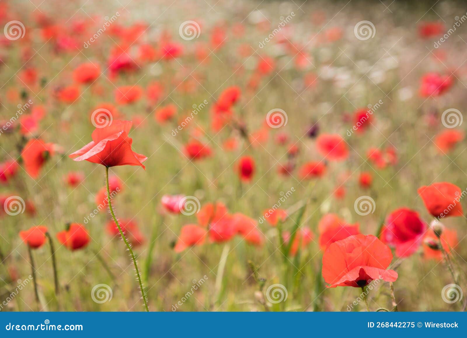 Beautiful Field with Red Poppies in the Field Stock Image - Image of ...