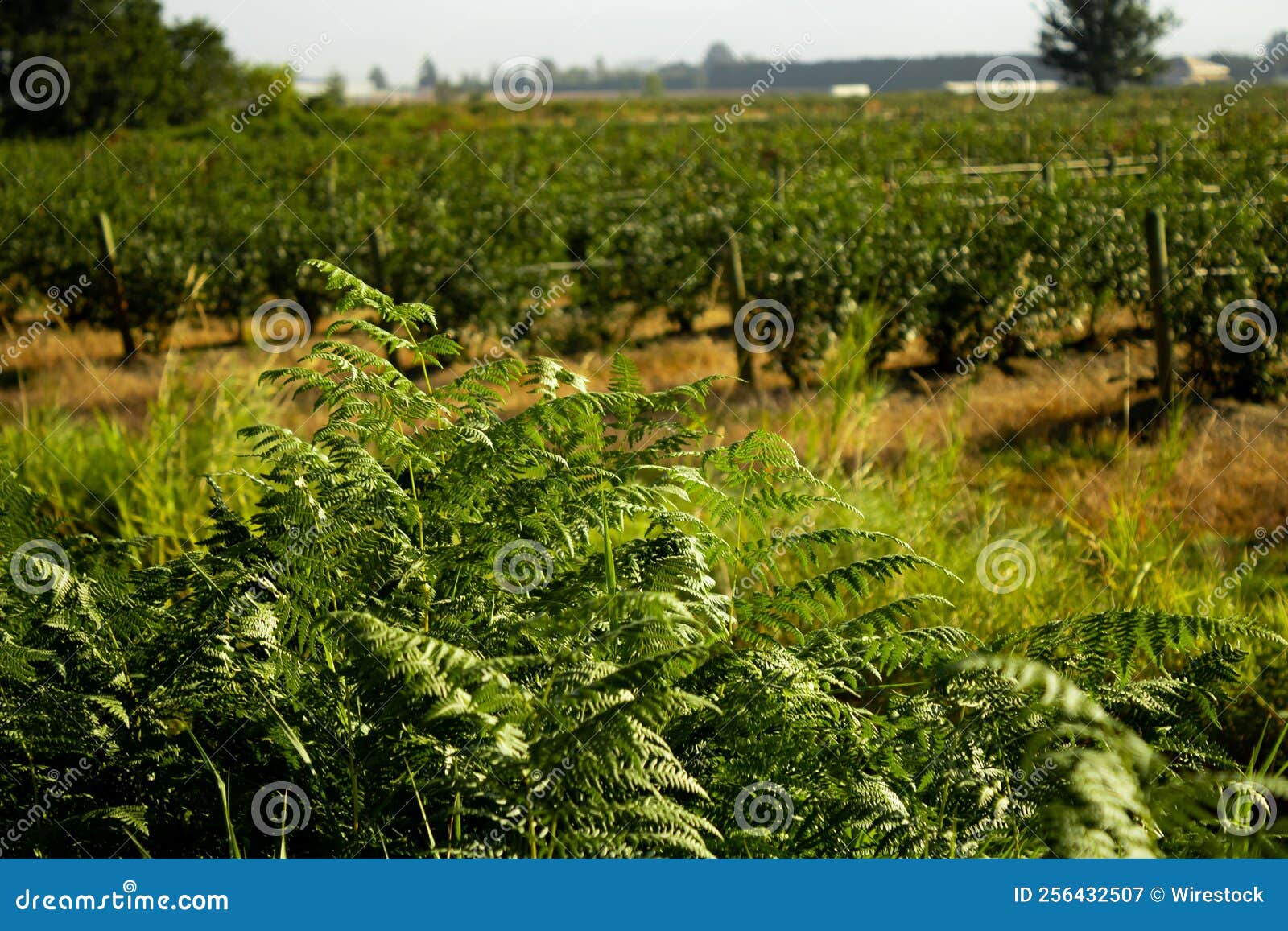 Beautiful Field of Rows of Blueberry Bushes on a Sunny Day Stock Image ...