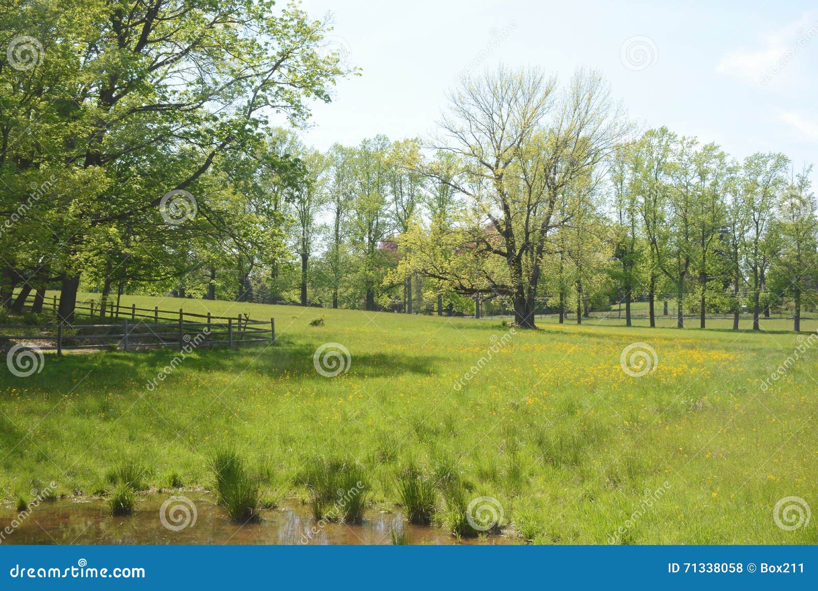 Beautiful field scene stock photo. Image of springtime - 71338058