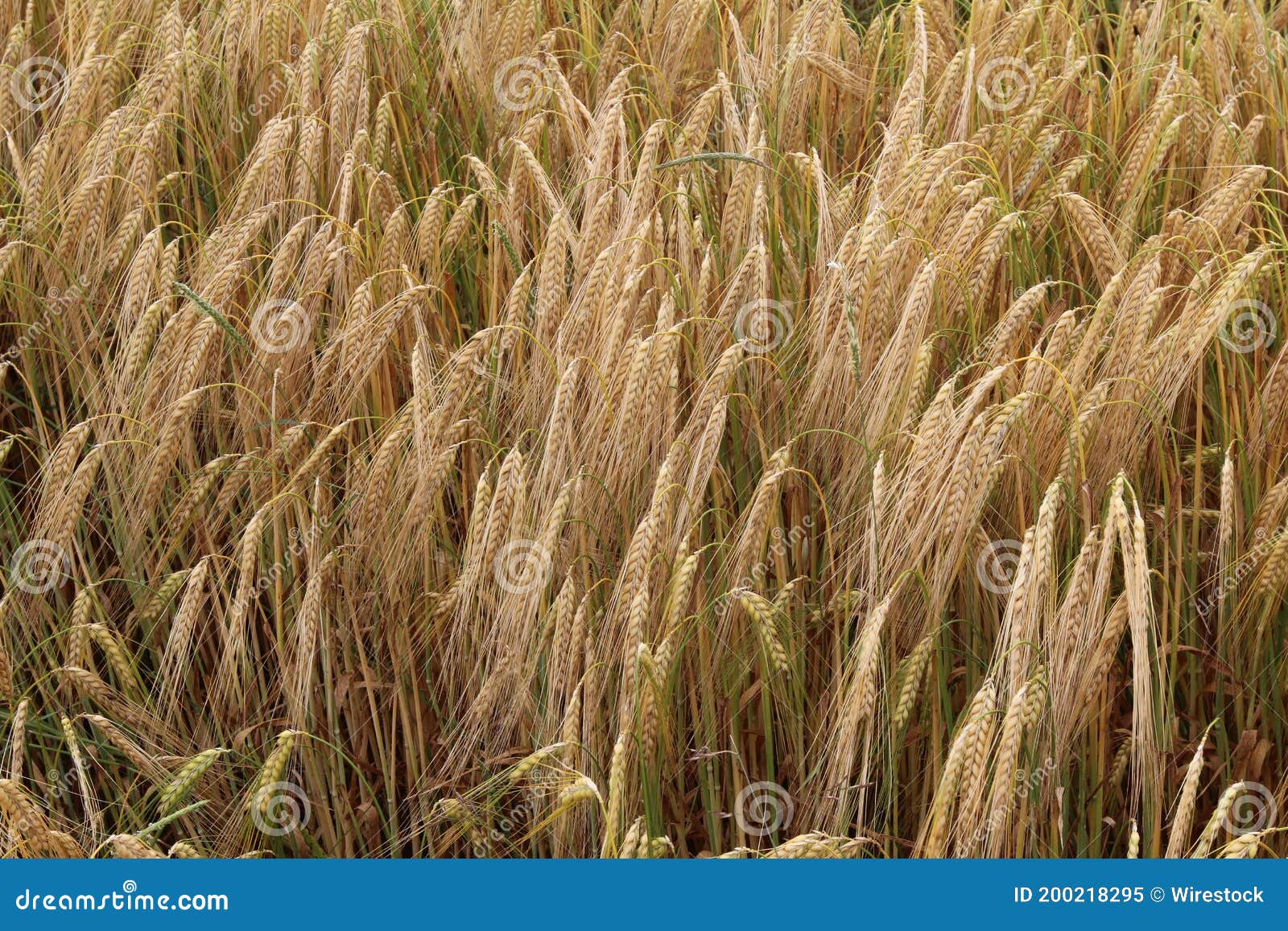 Beautiful Field of Triticale Plants at Daytime Stock Image - Image of ...