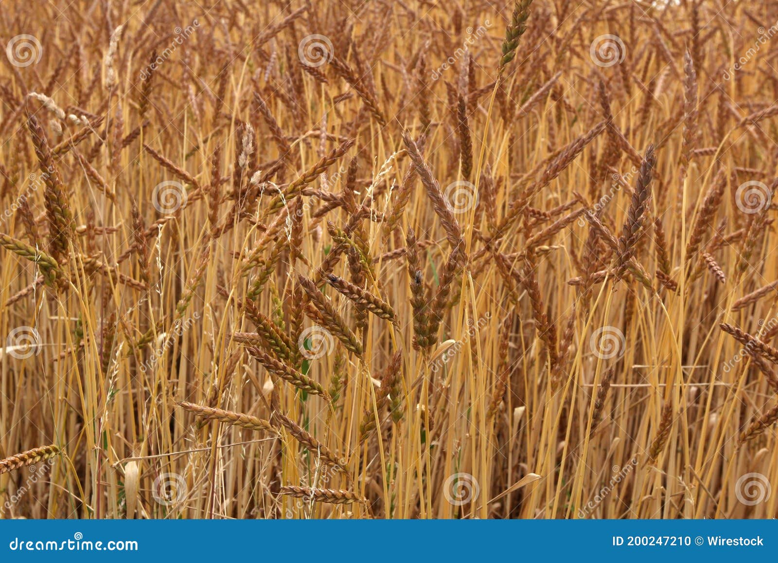 Beautiful Field of Triticale Plants at Daytime Stock Photo - Image of ...