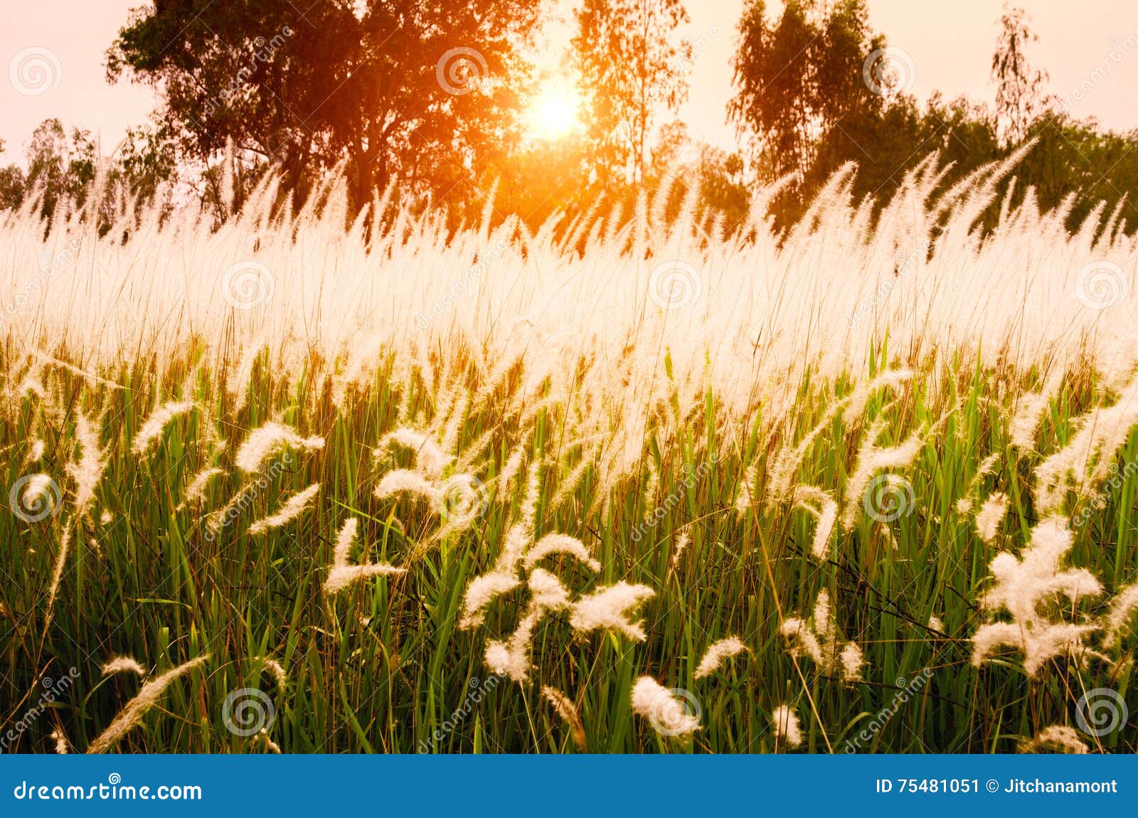Beautiful Fields of Grass on Sunset Color Stock Image - Image of ...