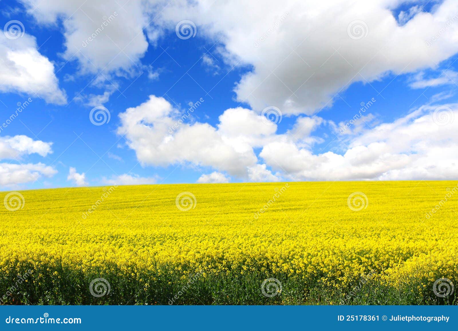 Beautiful Fields of in Springtime Stock Image - Image of country ...