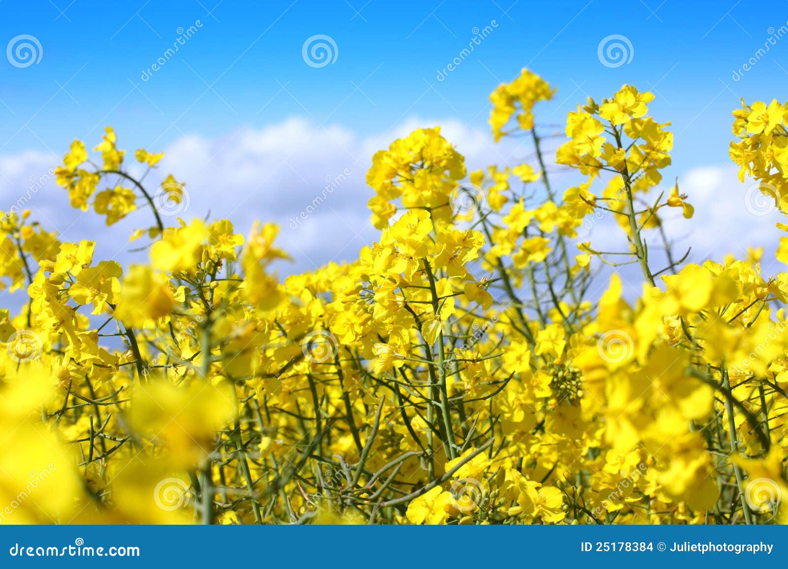 Beautiful Fields of in Springtime Stock Photo - Image of closeup ...
