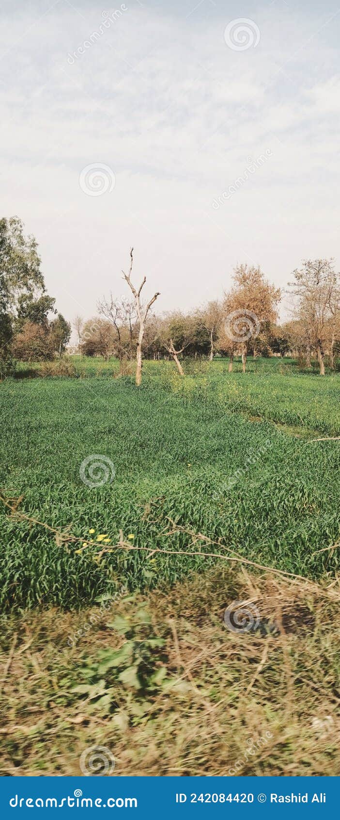 Beautiful Fields View in Lahore Pakistan Stock Photo - Image of lahore ...