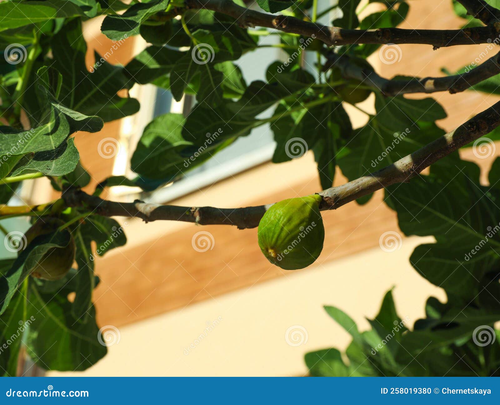 Beautiful Fig Tree with Fruit and Green Leaves Outdoors Stock Photo ...
