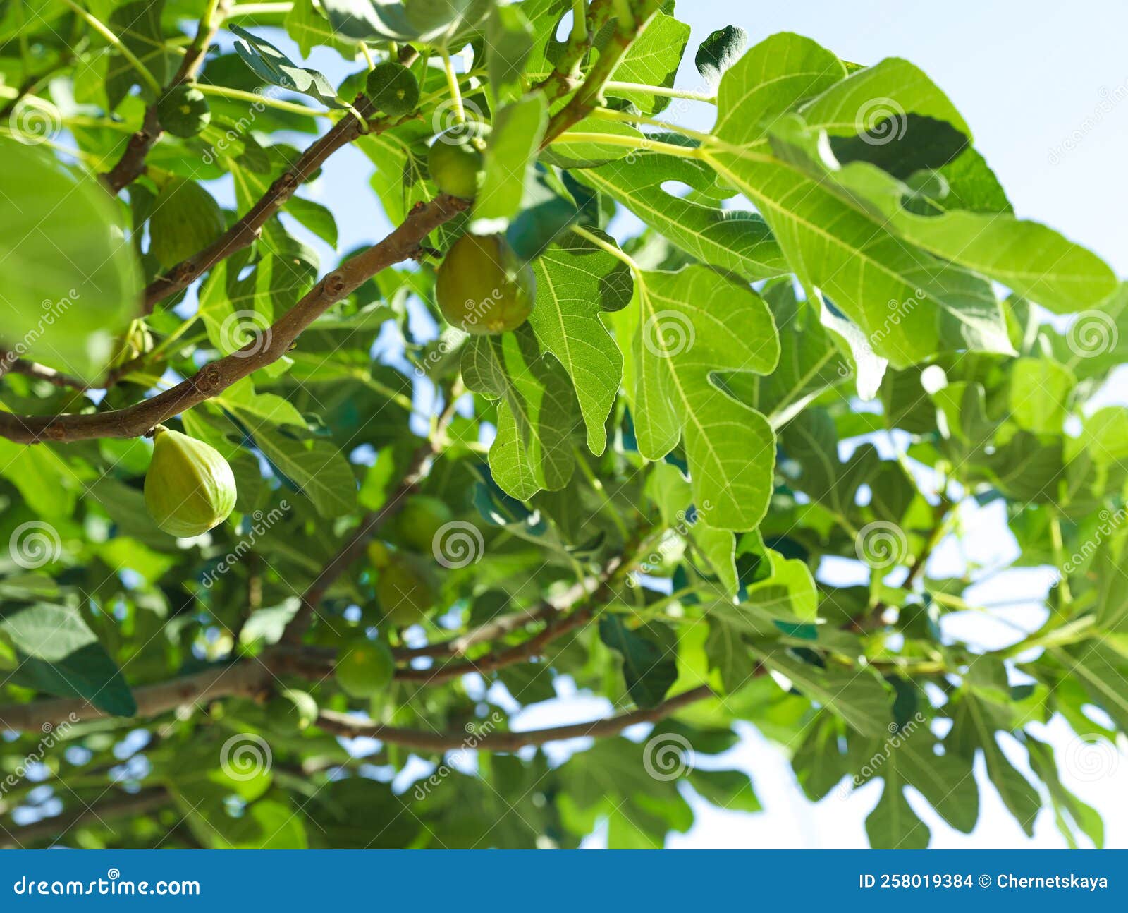 Beautiful Fig Tree with Fruits and Green Leaves Outdoors Stock Photo ...