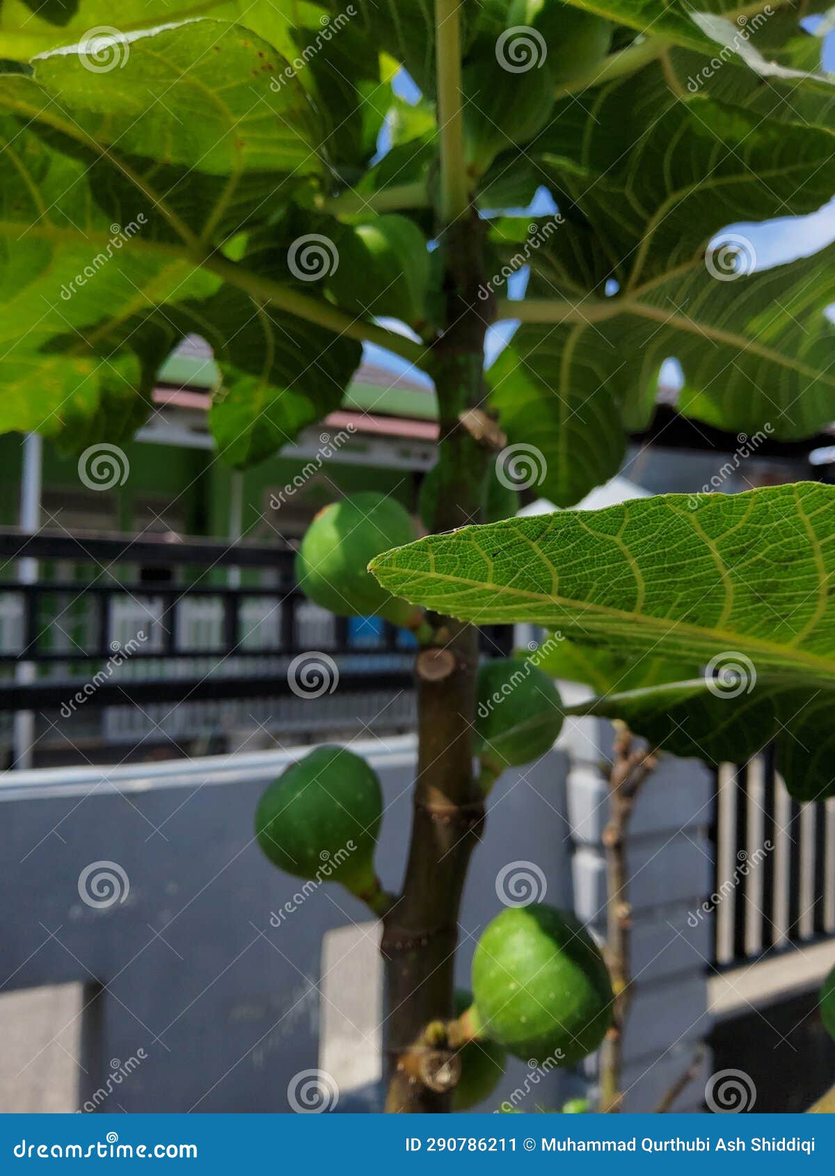 Beautiful fig tree stock image. Image of tree, vegetable - 290786211