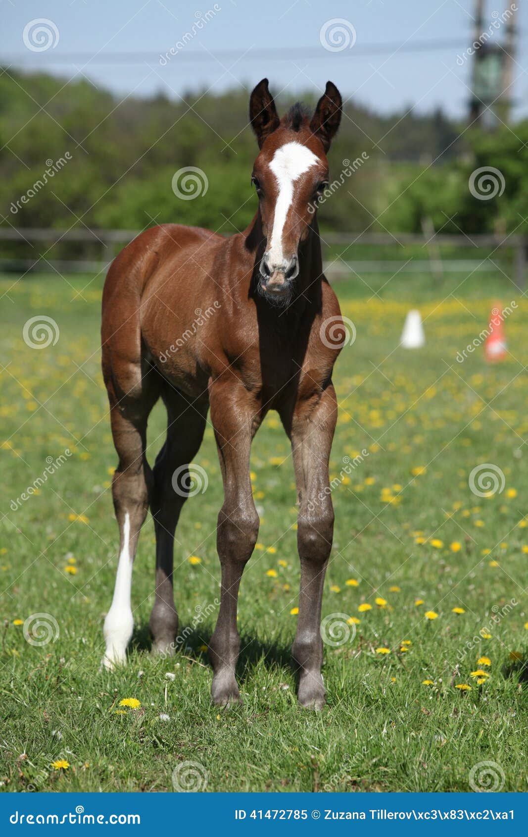 Beautiful Filly on Pasturage Stock Image - Image of outside, still ...