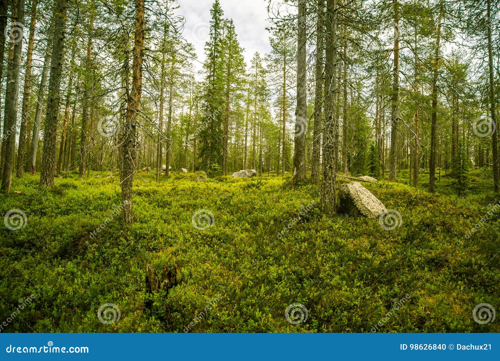 A Beautiful Finnish Forest Landscape Stock Photo - Image of forest ...