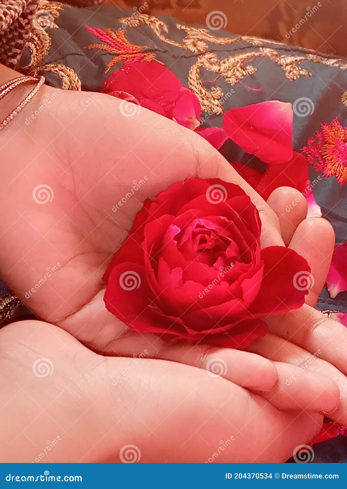 Beautiful fiower in stock photo. Image of pink, peony - 204370534