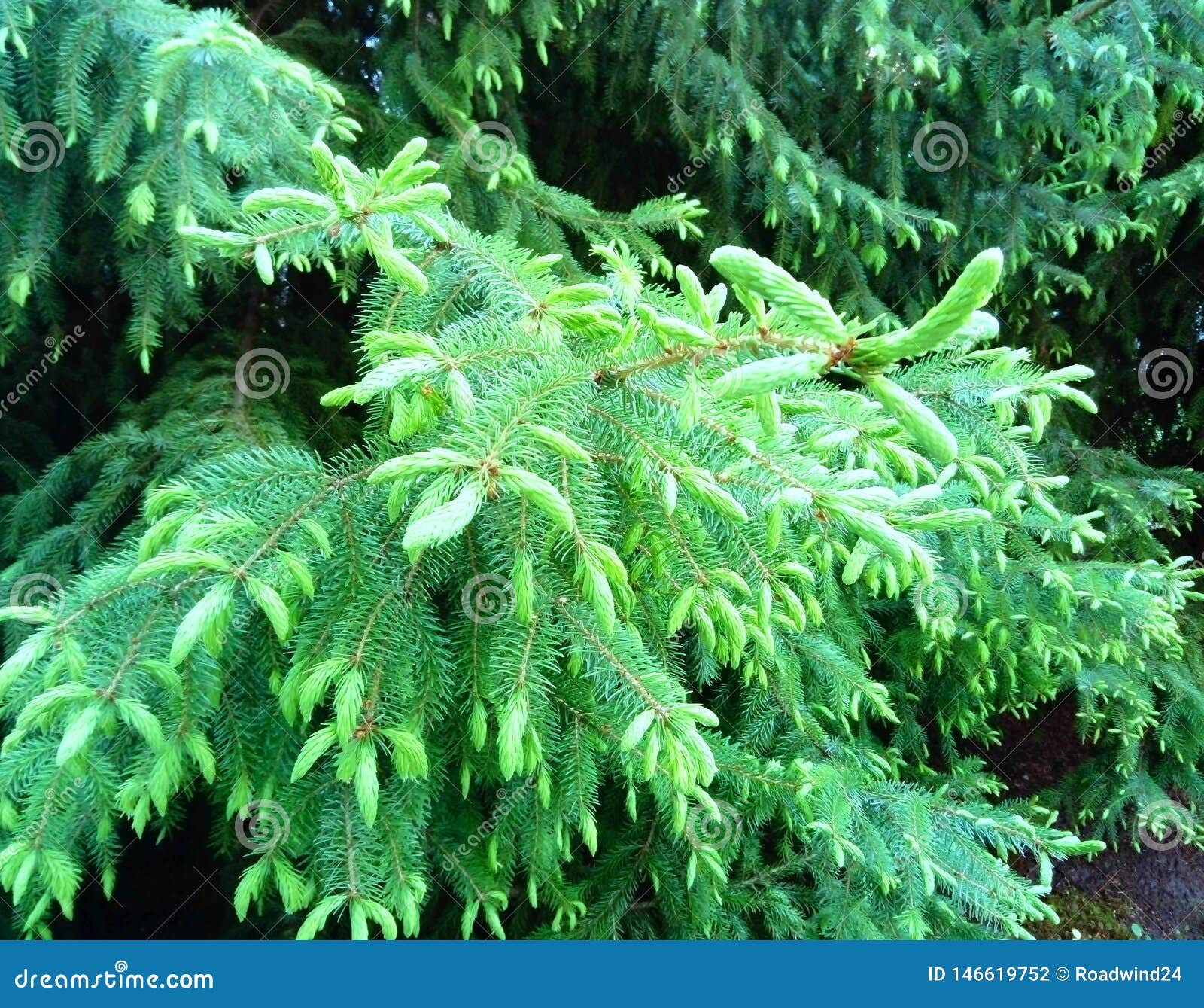 Fir tree blossoming stock photo. Image of conifer, blossoming - 146619752