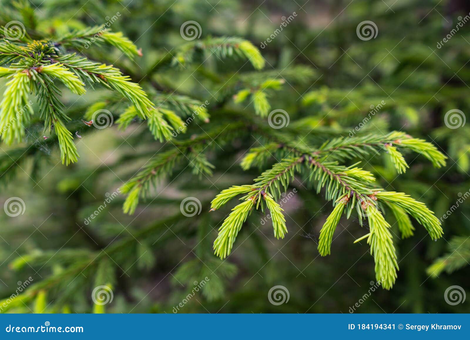 A Beautiful Fir-tree Branches with Young Green Buds Stock Image - Image ...