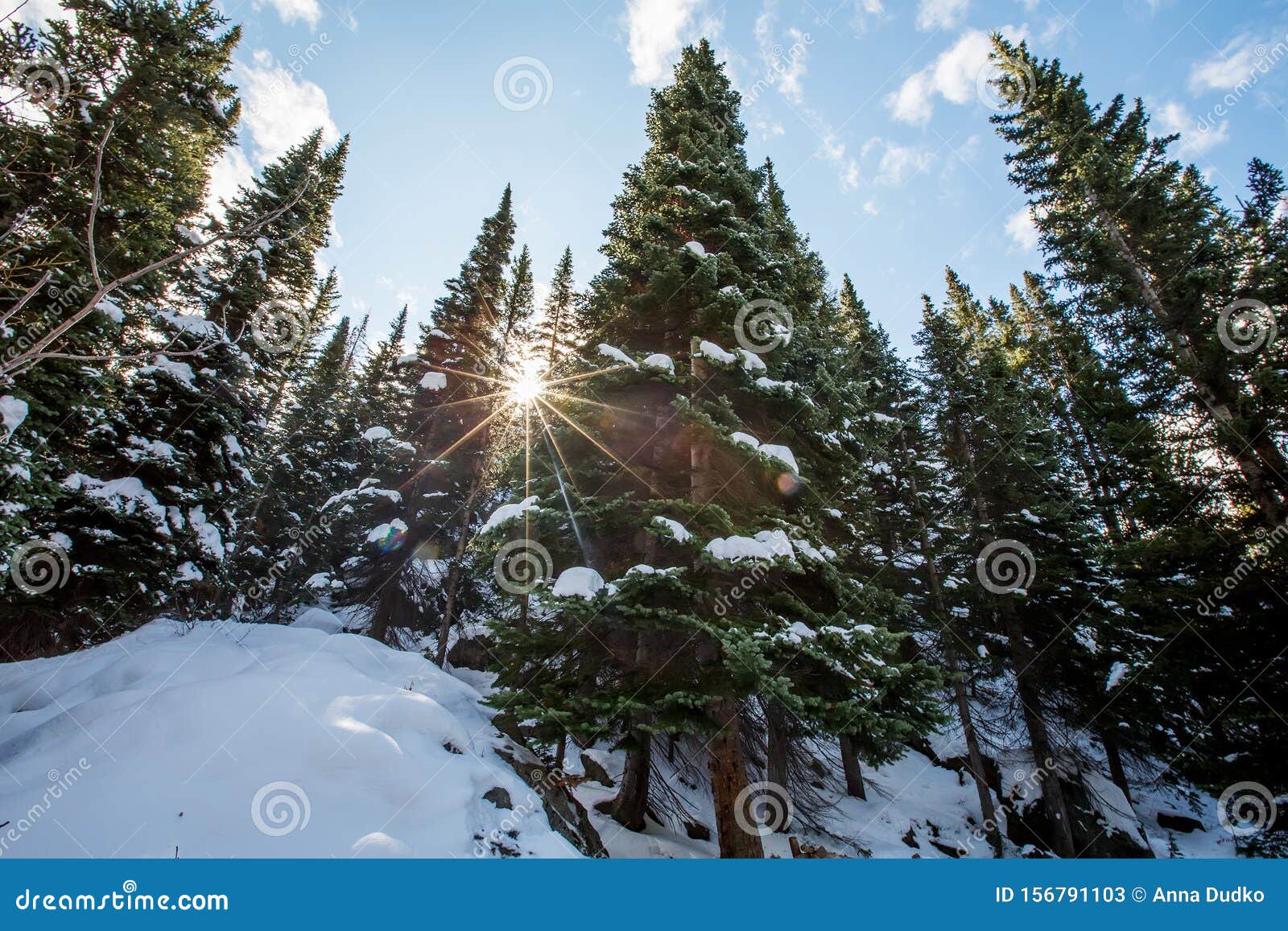 Beautiful Fir Tree in Winter Forest Stock Image - Image of pine ...
