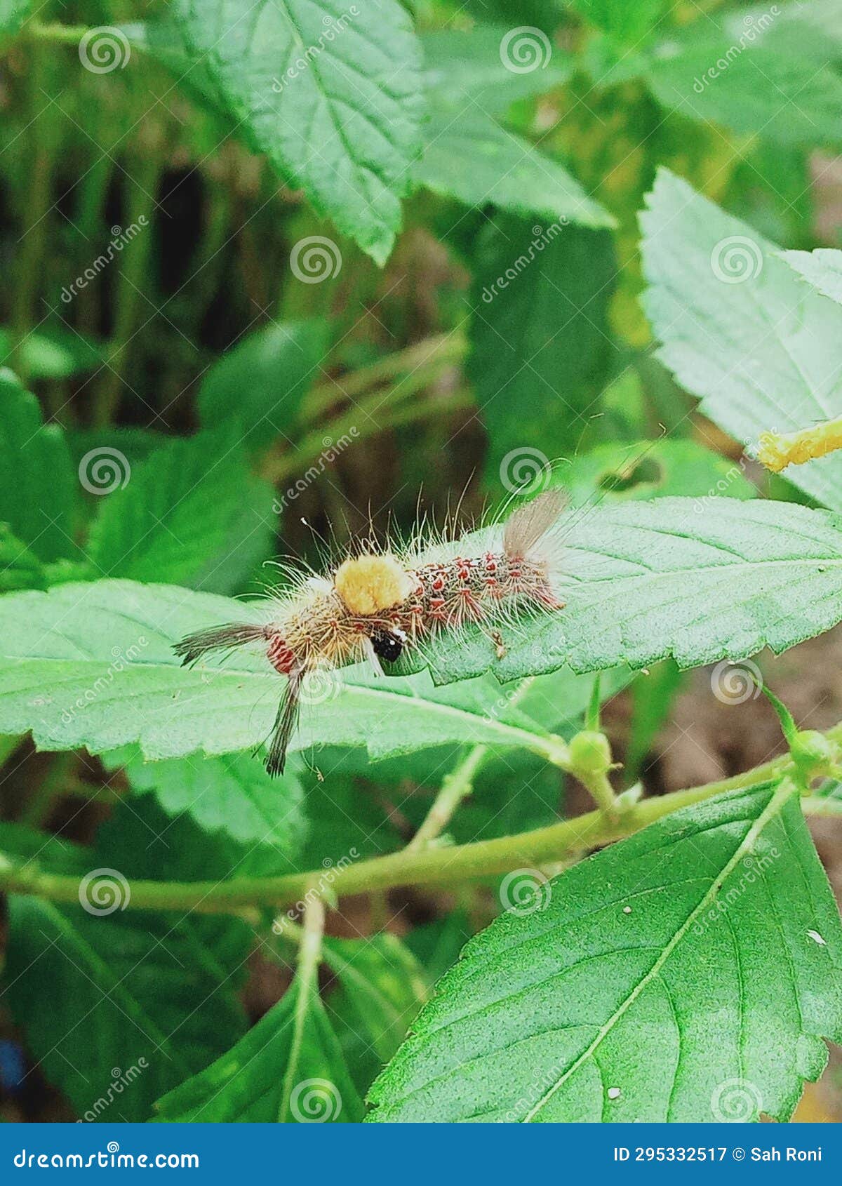 Beautiful fire caterpillar stock image. Image of arthropod - 295332517