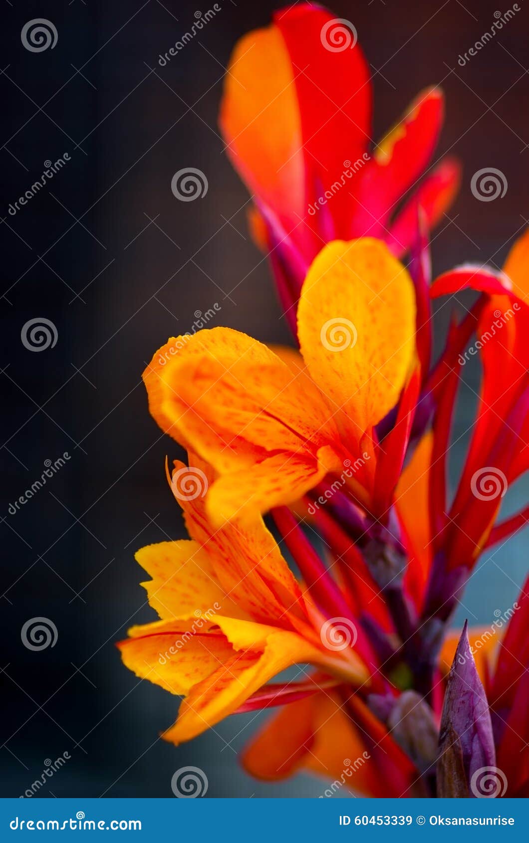 Beautiful fire flower stock image. Image of blossom, fire - 60453339