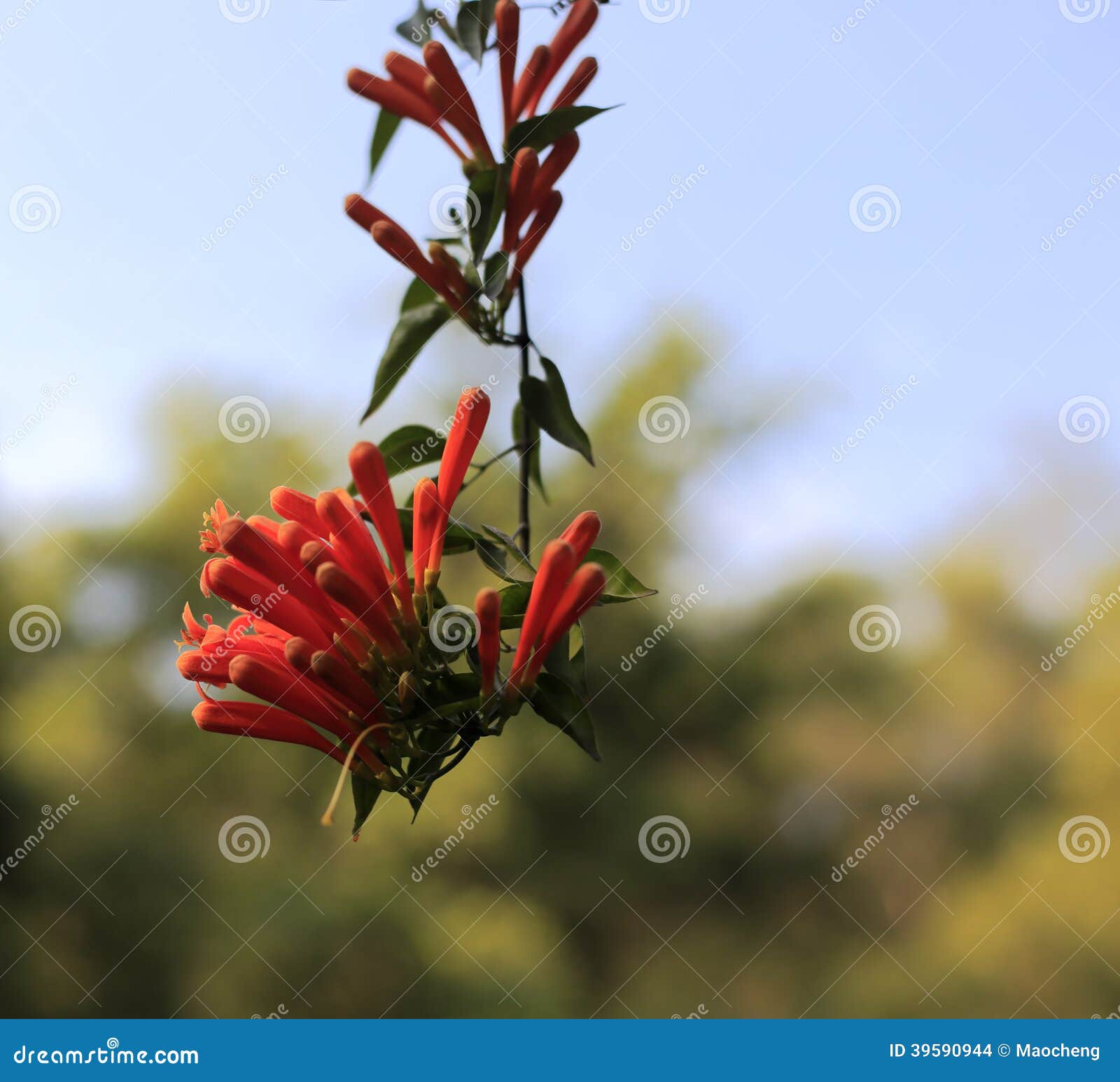 Beautiful Firecracker Flower Stock Photo - Image of beautiful ...