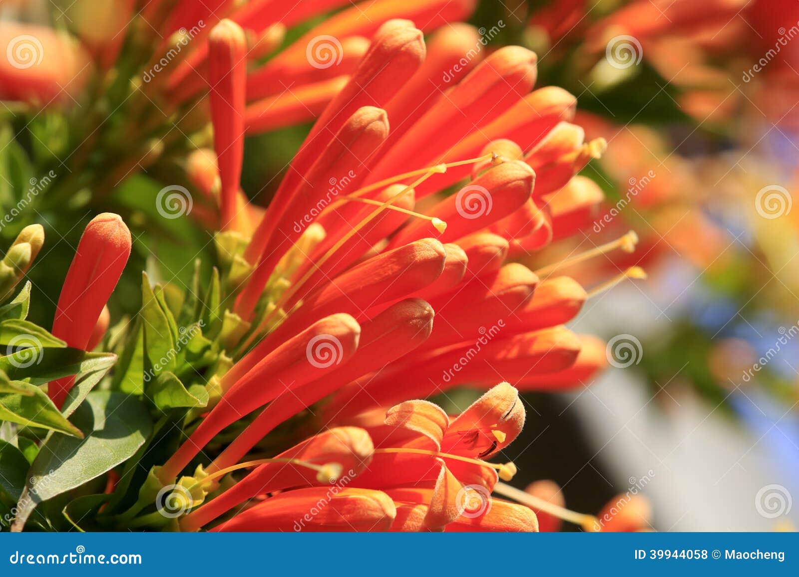 The Beautiful Firecracker Flower Stock Photo - Image of plant, firework ...