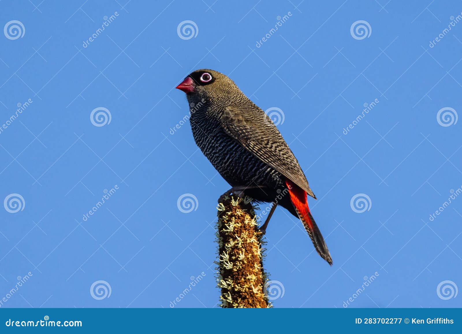 Beautiful Firetail Finch stock image. Image of australia - 283702277