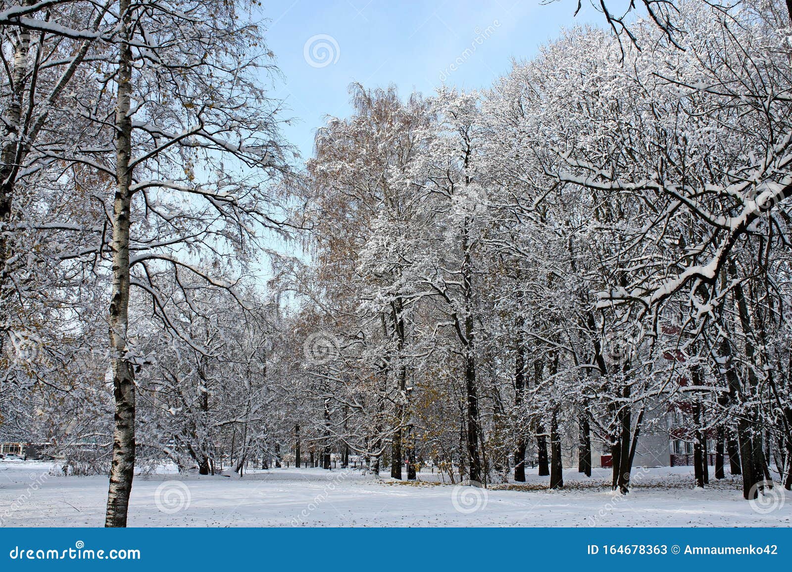 Beautiful First Snow on Tree Branches Stock Image - Image of riga, snow ...