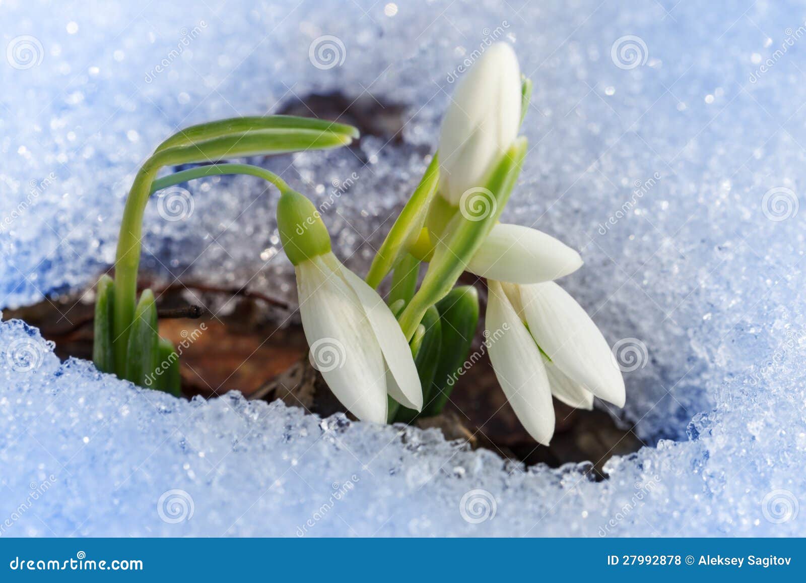 Beautiful first snowdrops stock photo. Image of group - 27992878