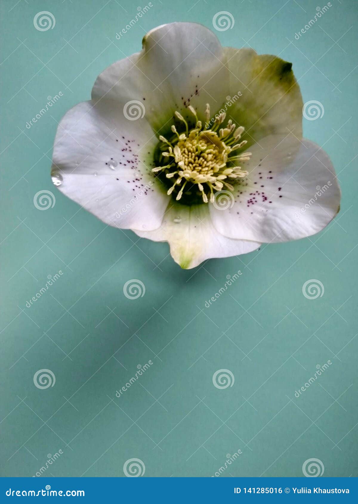 Beautiful First Spring Flower Hellebore on Blue Stock Photo - Image of ...