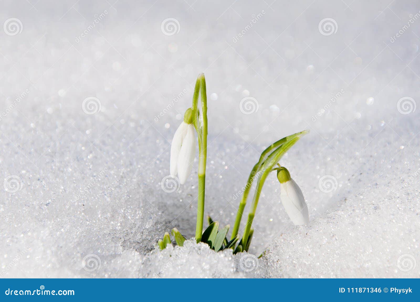 Beautiful First Spring Flowers Snowdrops Appeared from Under the Stock ...