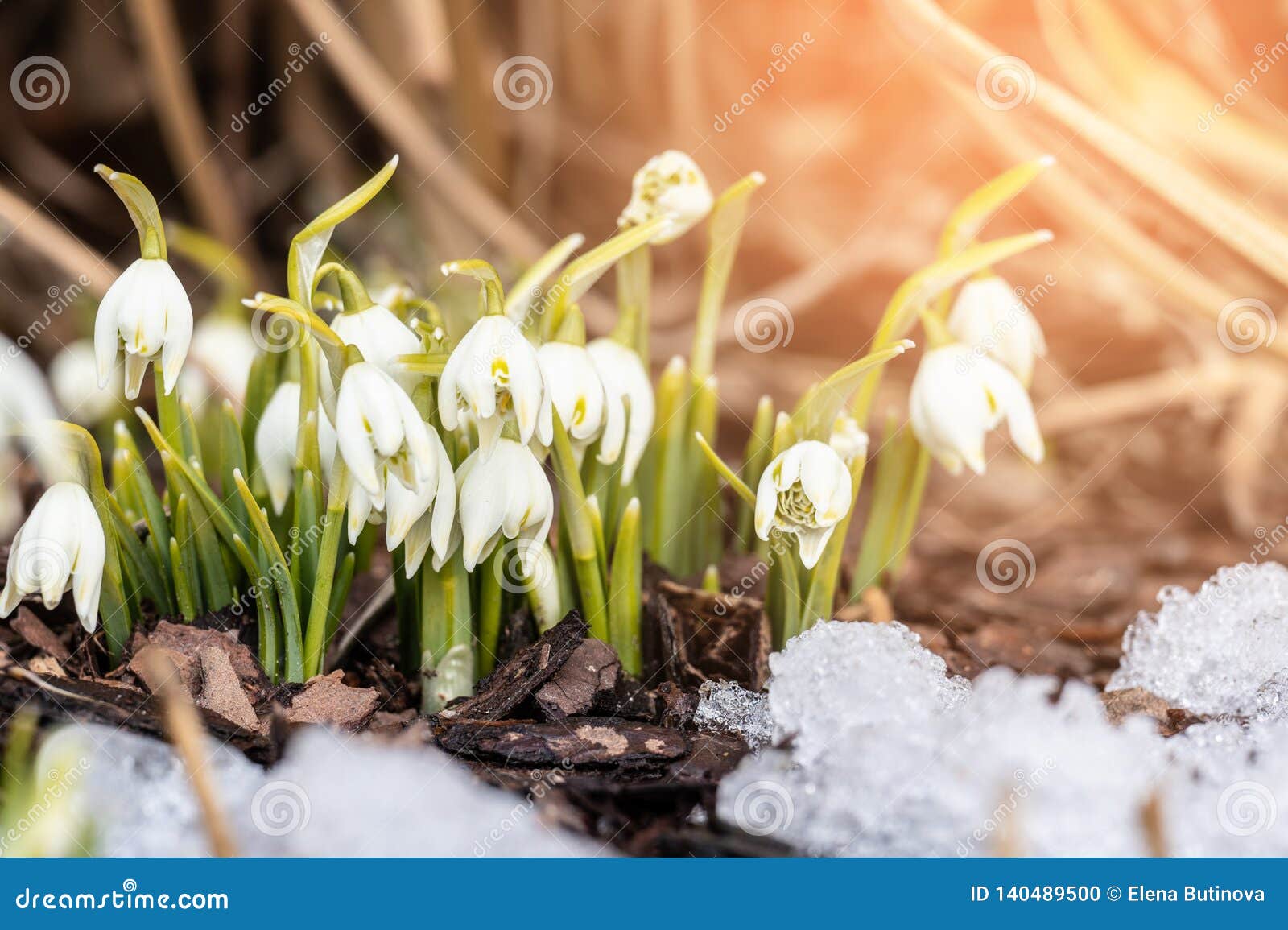 Beautiful First Snow In Autumn, Mt. Hakkoda, Japan Royalty-Free Stock ...