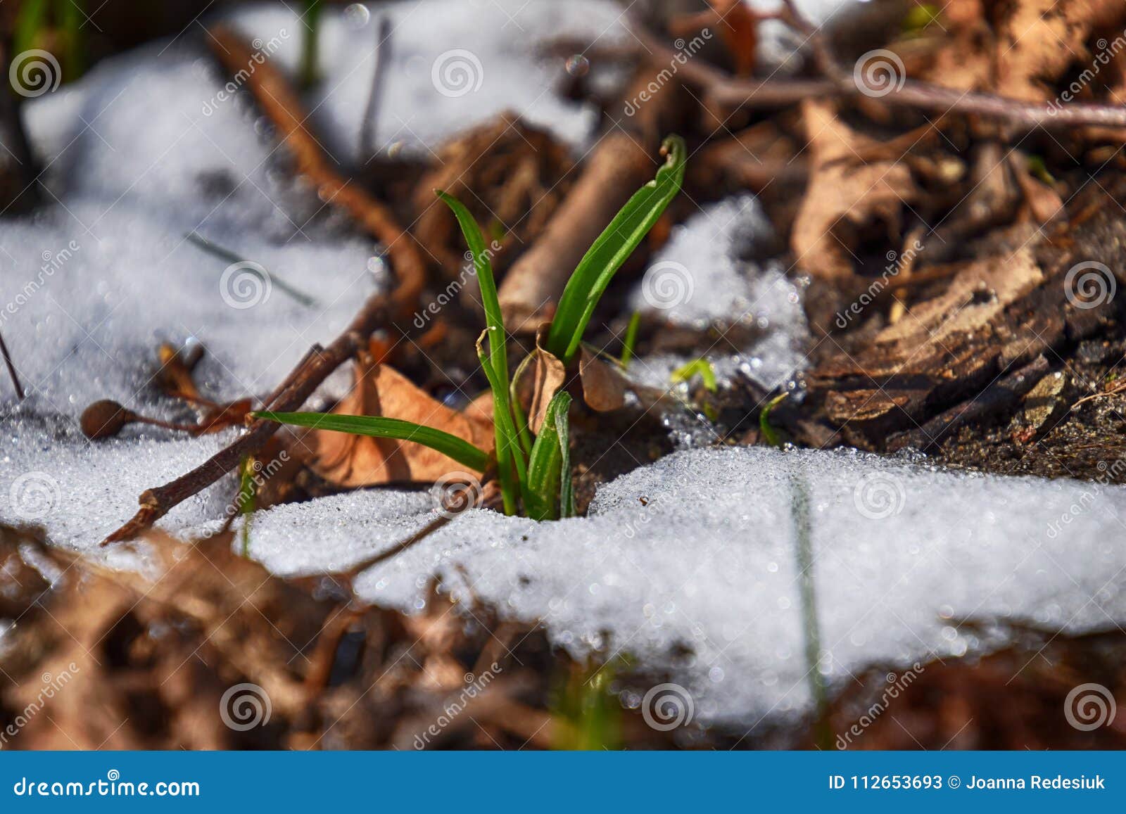 First Spring Green Grass Growing in the Snow and Cold Rays of T Stock ...