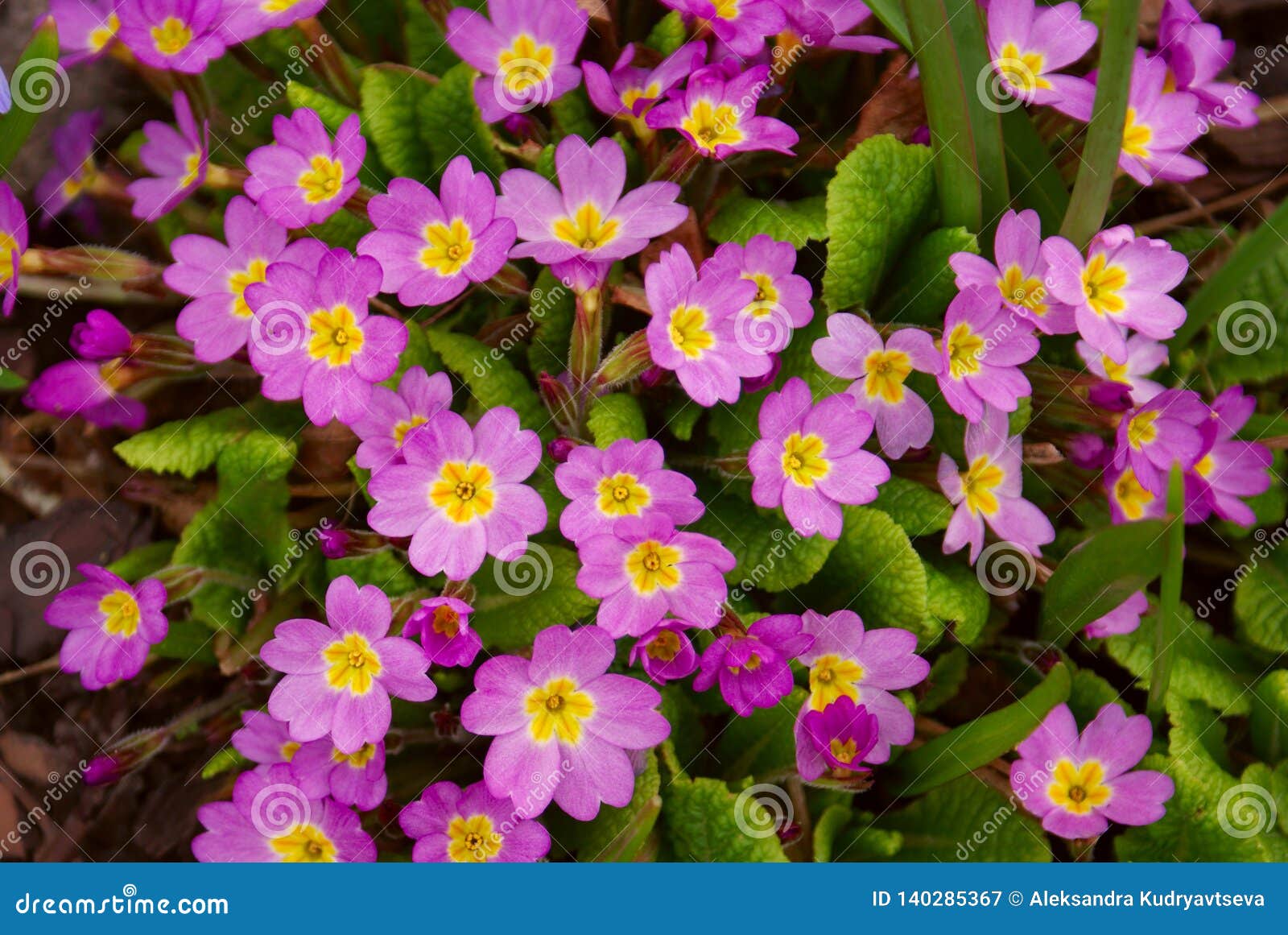 First Spring Pink Flower Field Stock Image - Image of blooming, florist ...