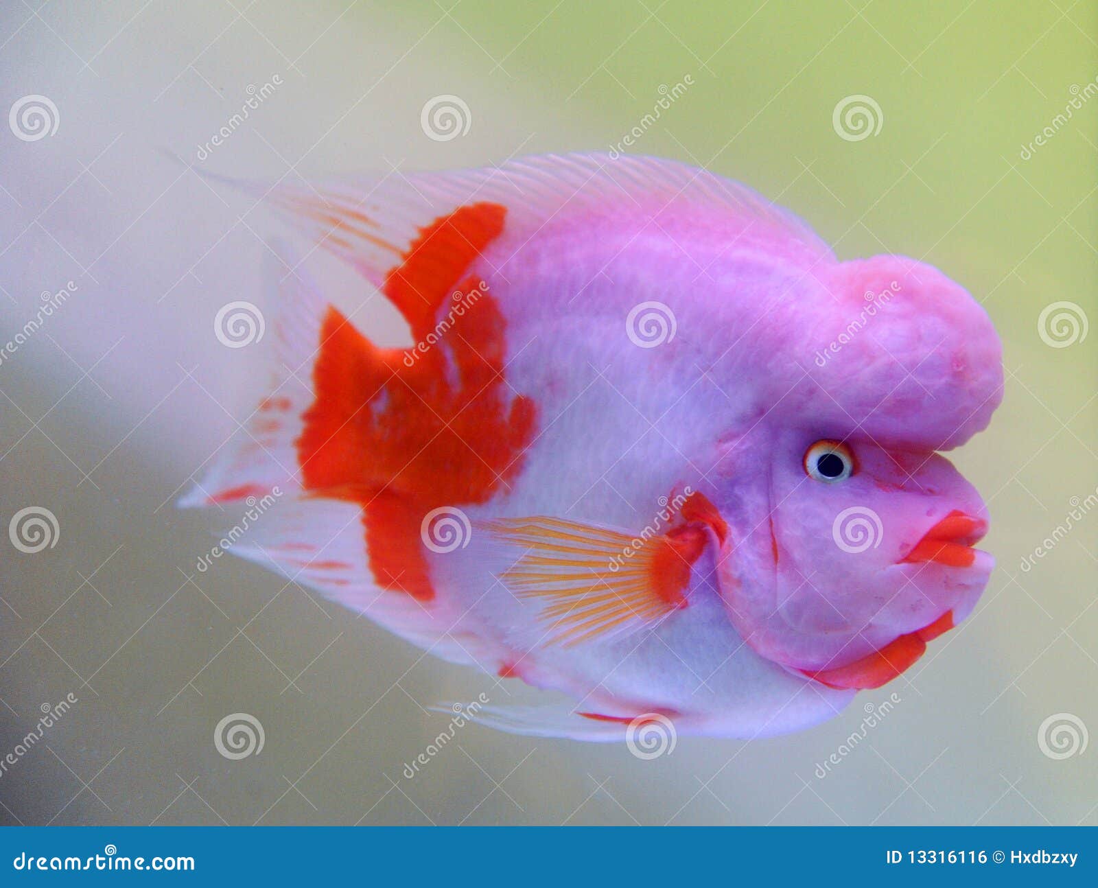 Beautiful Fish Royalty Free Stock Image - Image: 13316116