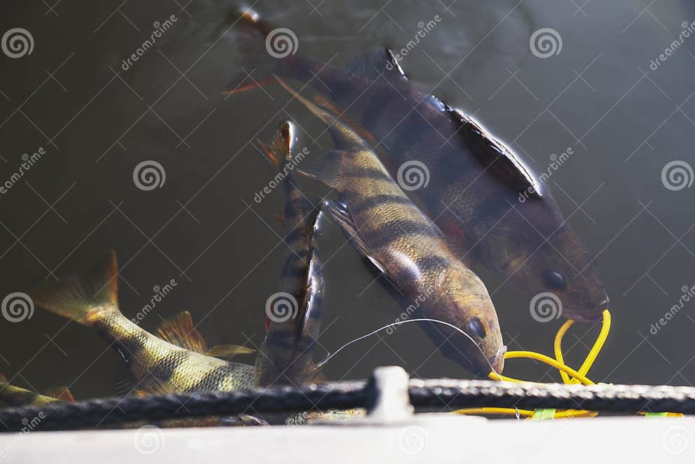 Beautiful fish catch stock photo. Image of holiday, boat - 184220904