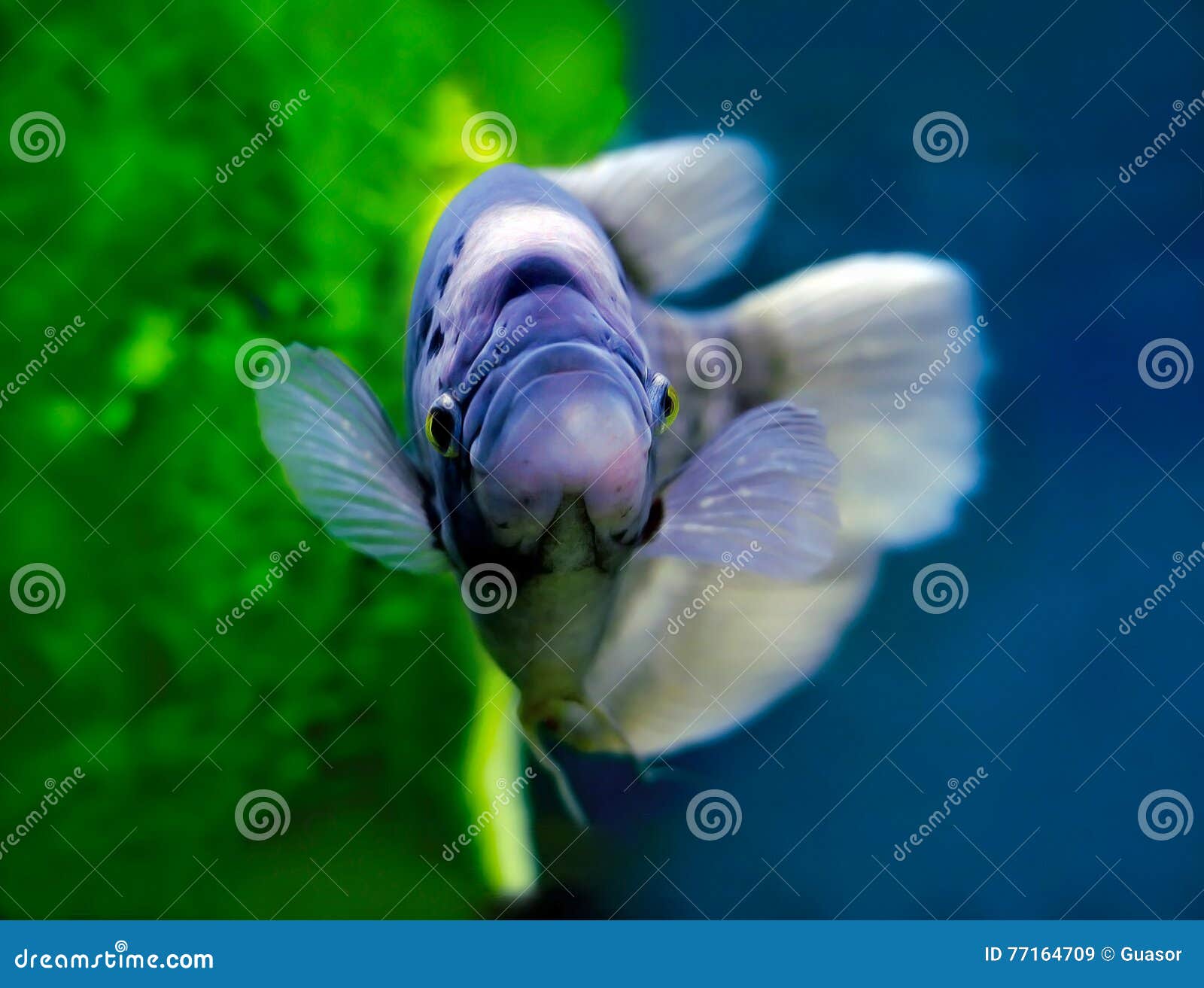 Beautiful Fish with Developing Fins Underwater Closeup Stock Image ...