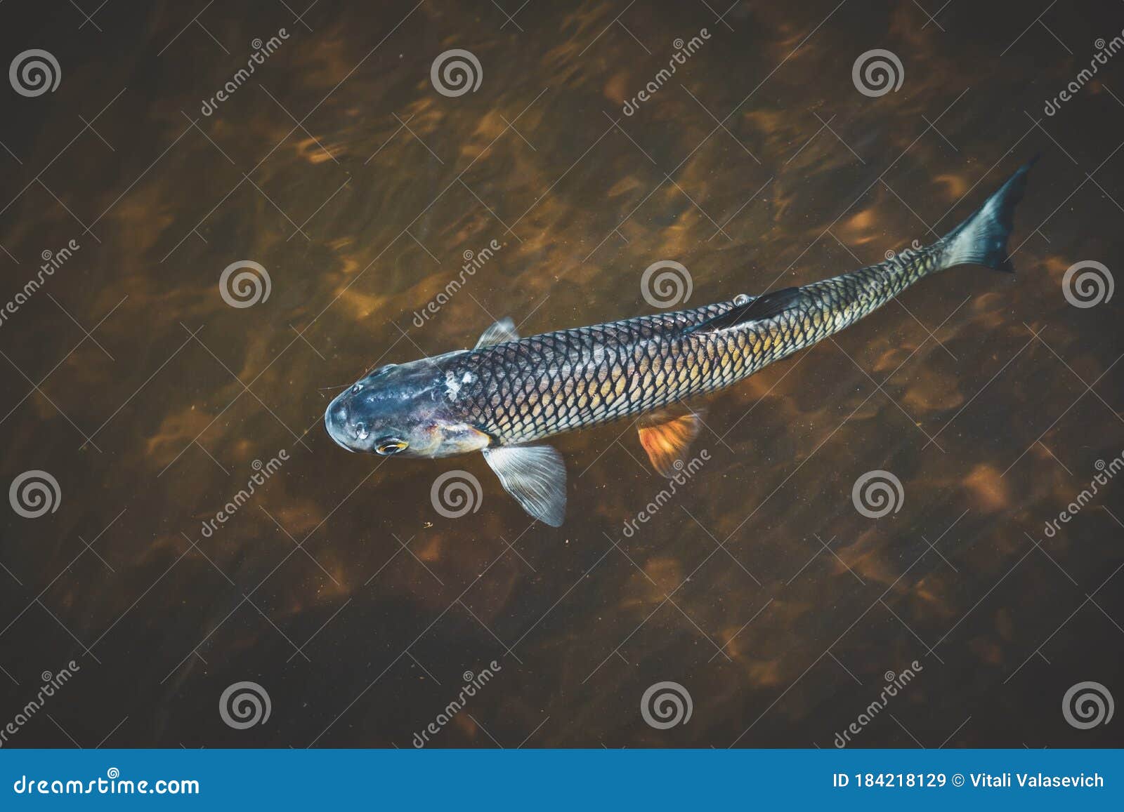 Beautiful fish on the hook stock image. Image of fishing - 184218129