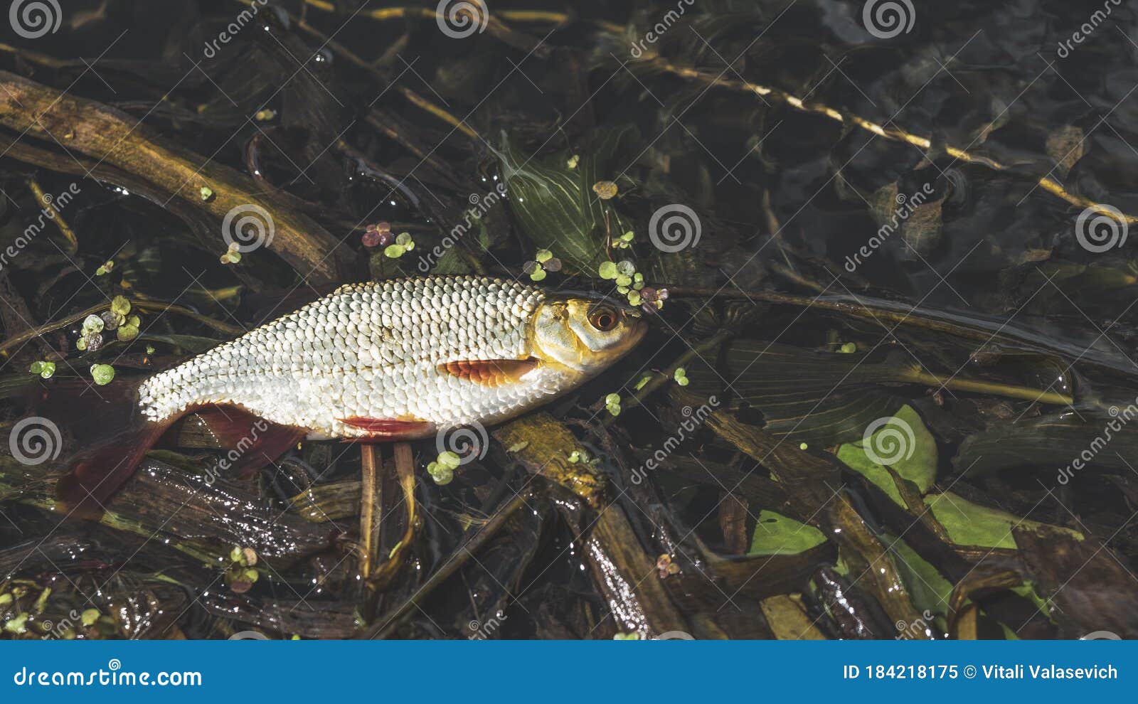 Beautiful fish on the hook stock image. Image of catch - 184218175
