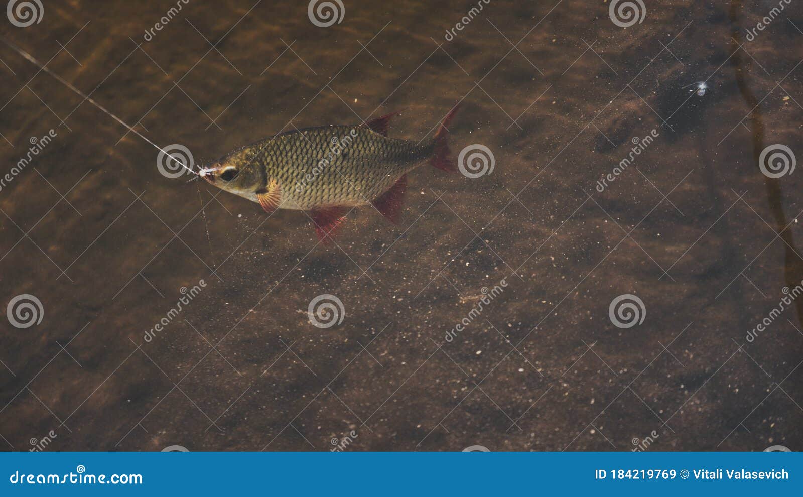 Beautiful fish on the hook stock image. Image of freshwater - 184219769