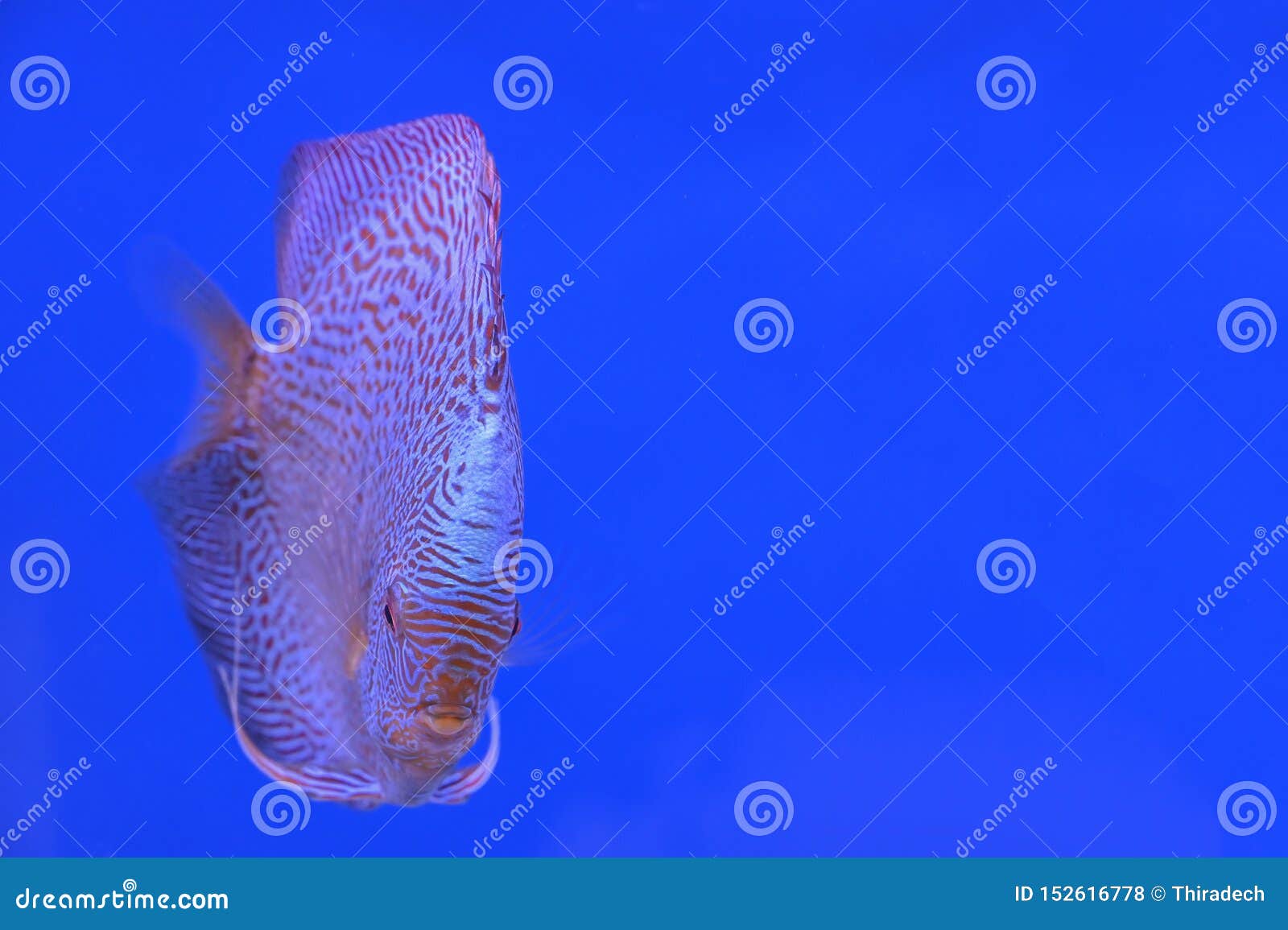 Beautiful fish pompadour stock photo. Image of fish - 152616778