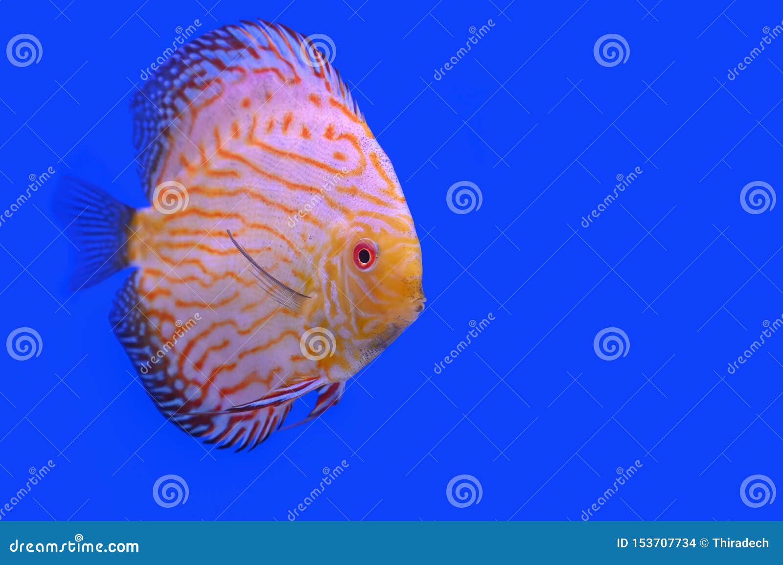 Beautiful fish pompadour stock photo. Image of collection - 153707734