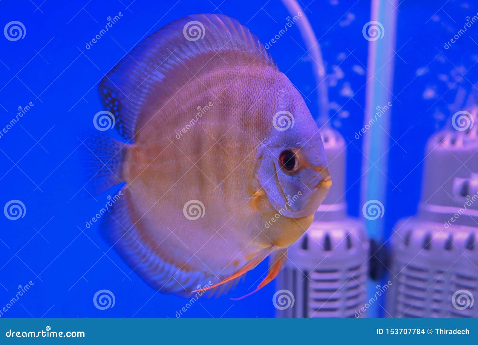 Beautiful fish pompadour stock photo. Image of collection - 153707784