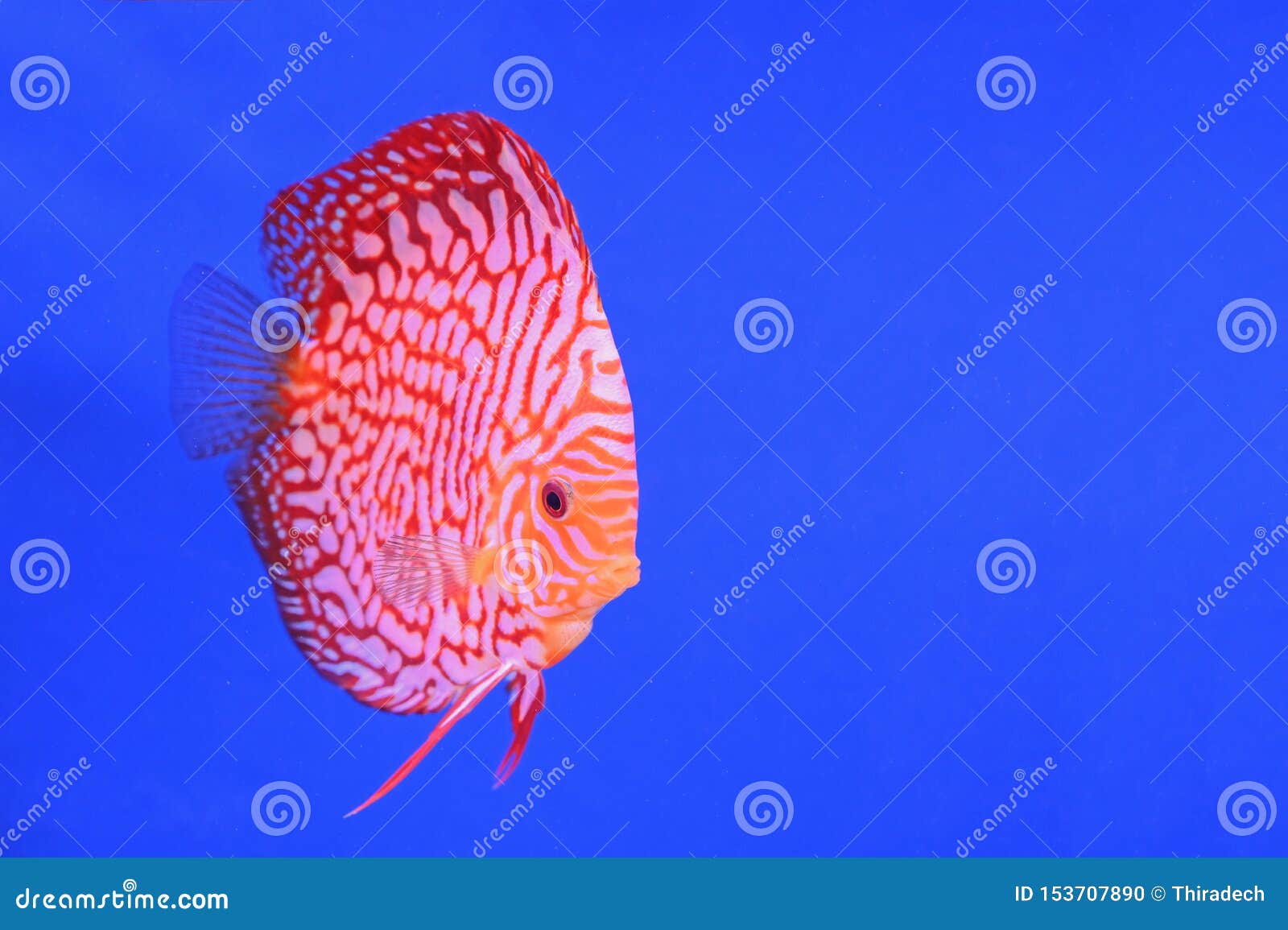 Beautiful fish pompadour stock photo. Image of freshwater - 153707890