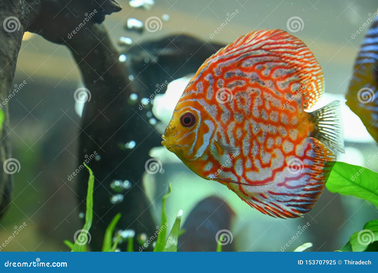 Beautiful fish pompadour stock image. Image of animals - 153707925