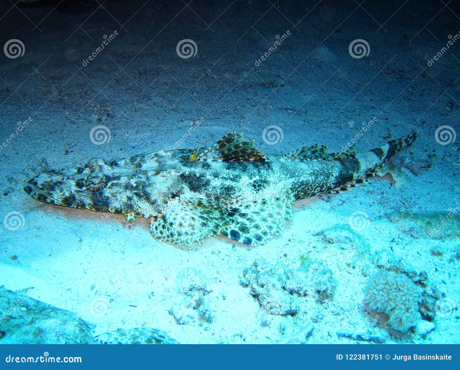 Beautiful Fish in Red Sea, Egypt Stock Image - Image of deep ...