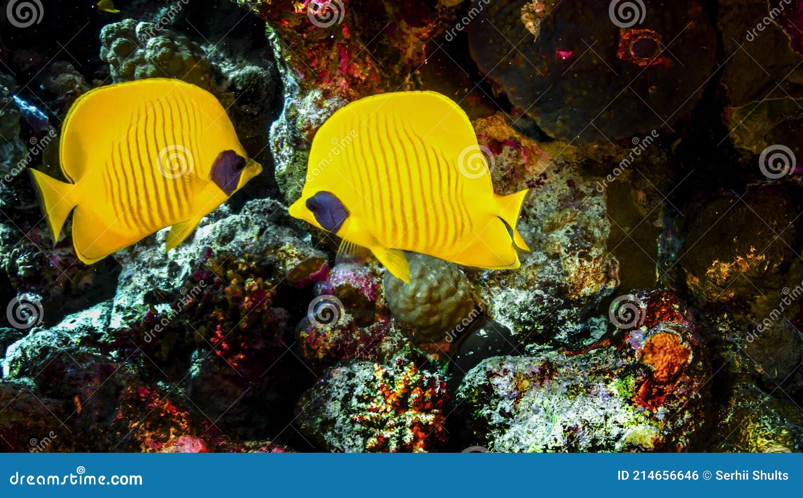 Beautiful fish on Red Sea stock photo. Image of lies - 214656646