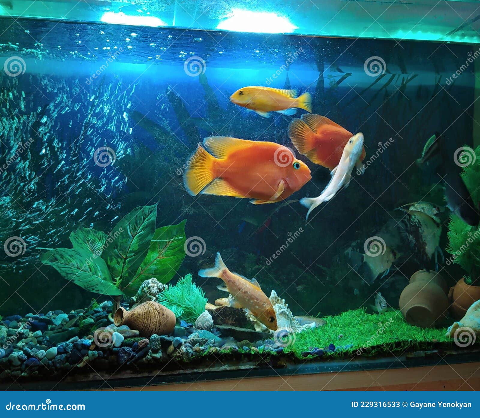 Beautiful Fish in Fish Tank, Aquarium Stock Image - Image of five ...