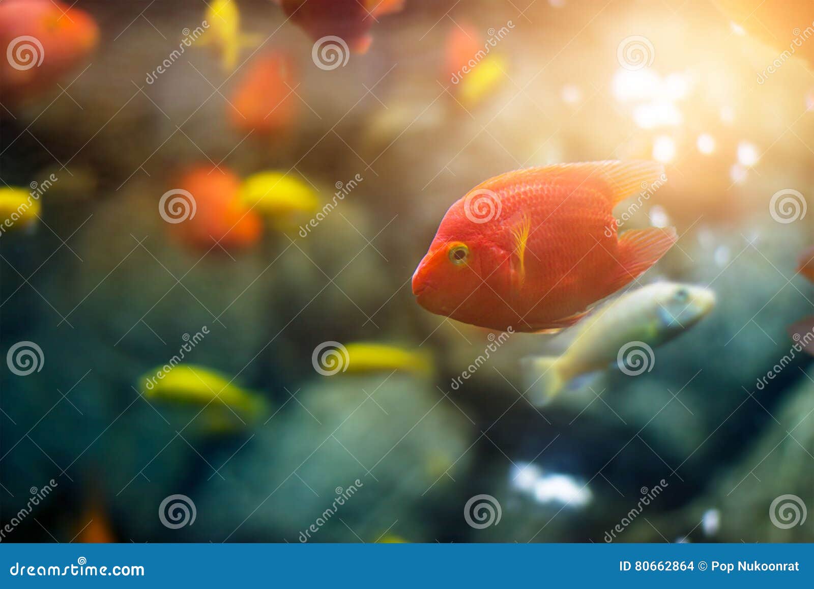 Beautiful Fish of Tropical, Red Color in Underwater Stock Photo - Image ...