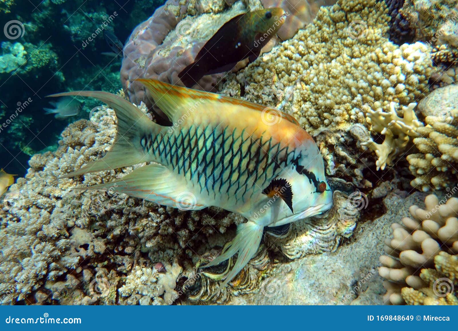 Beautiful Fish Under the Sea - Close Up Stock Image - Image of color ...