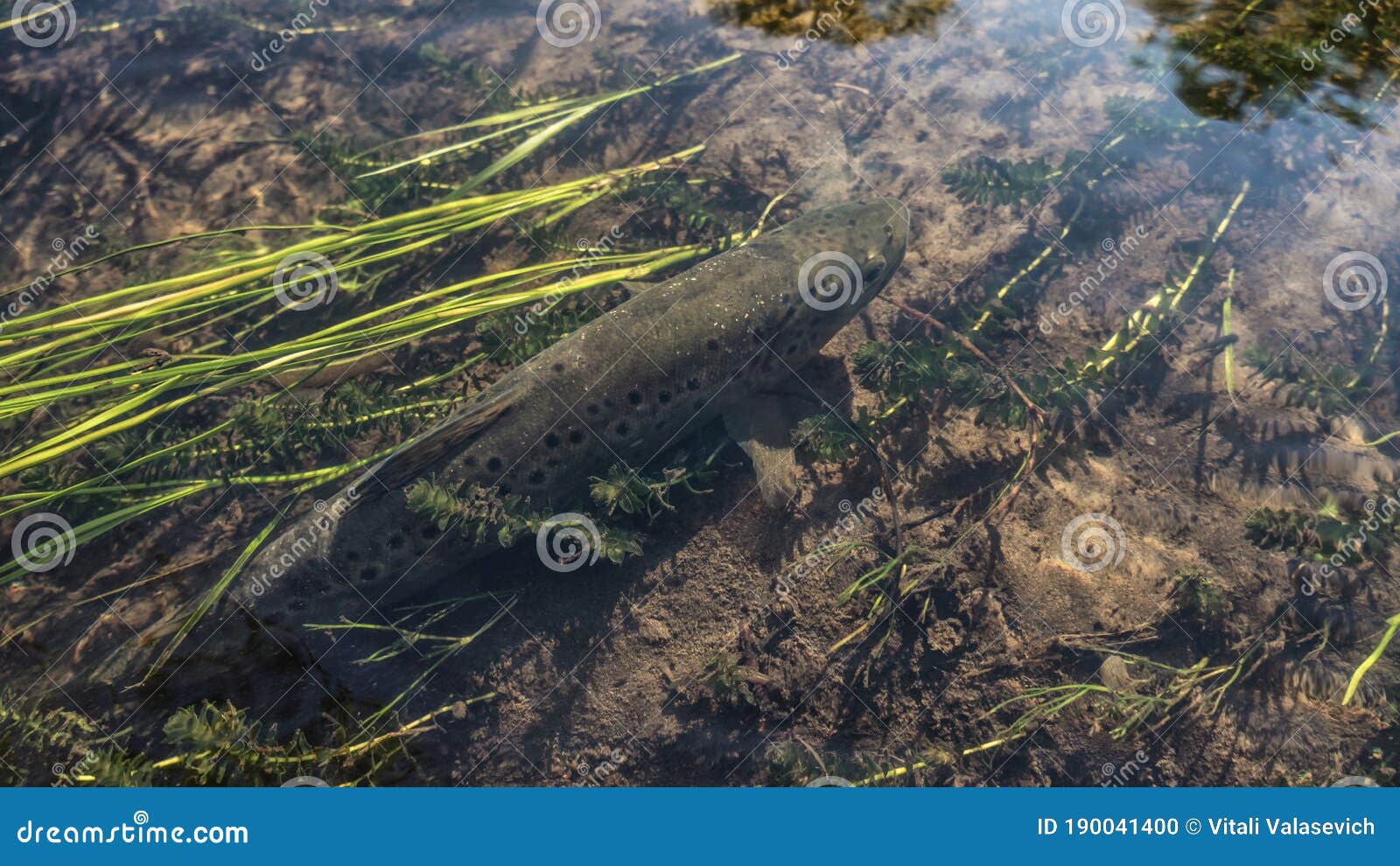 Beautiful Fish Under the Water at the Bottom of the River Stock Photo ...
