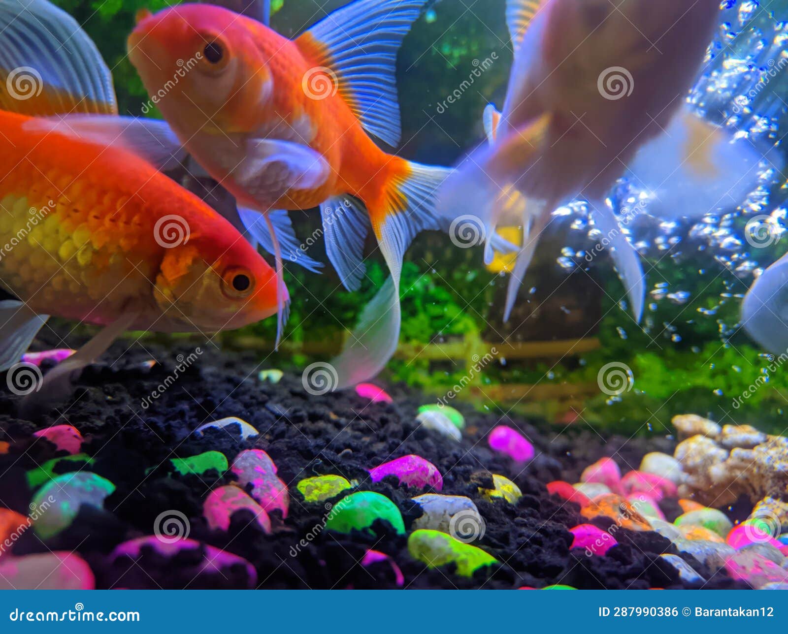 Beautiful fish stock photo. Image of water, fresh, fish - 287990386