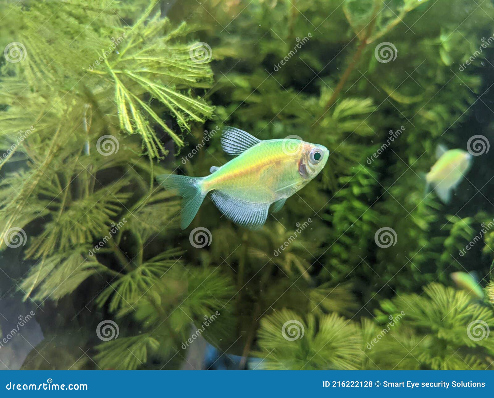 So beautiful fish in water stock photo. Image of grass - 216222128