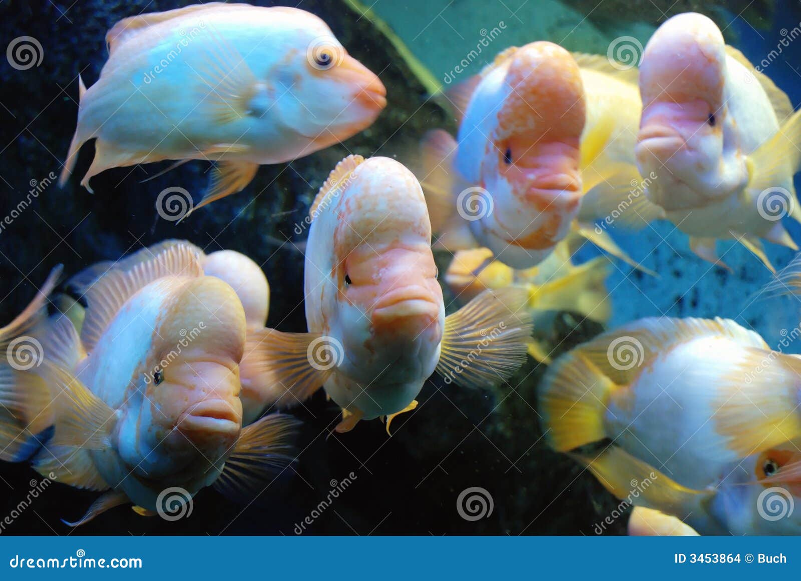 Beautiful fishes stock photo. Image of striped, ocean - 3453864